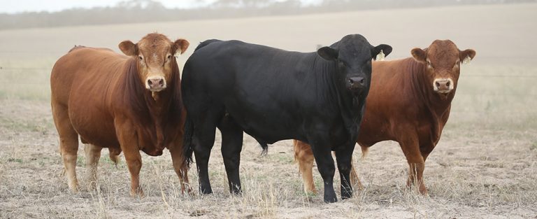 about us | Mandayen Limousin