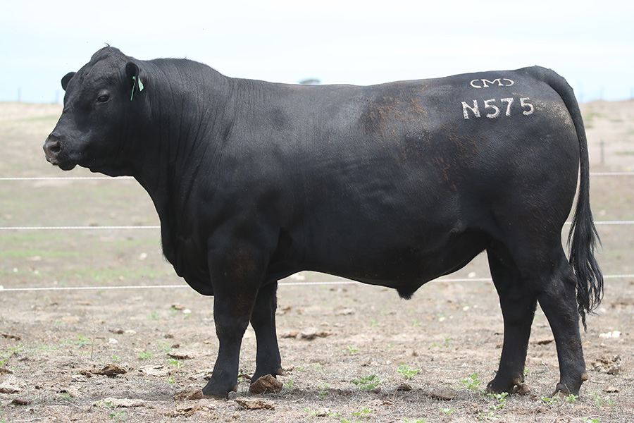 N575 | Mandayen Limousin