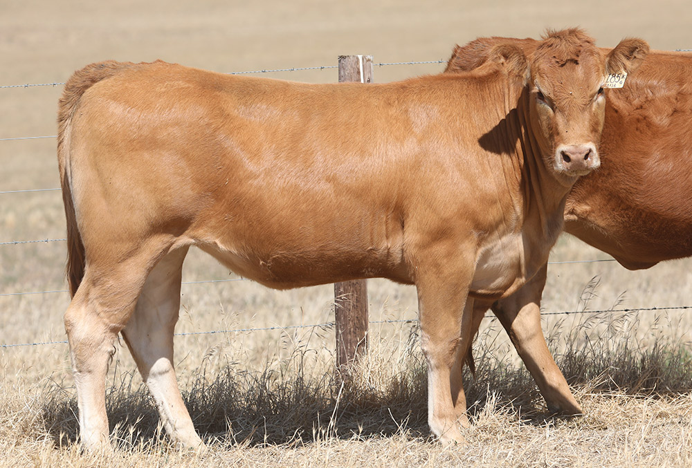 2020 Limo Female Lots | Mandayen Limousin